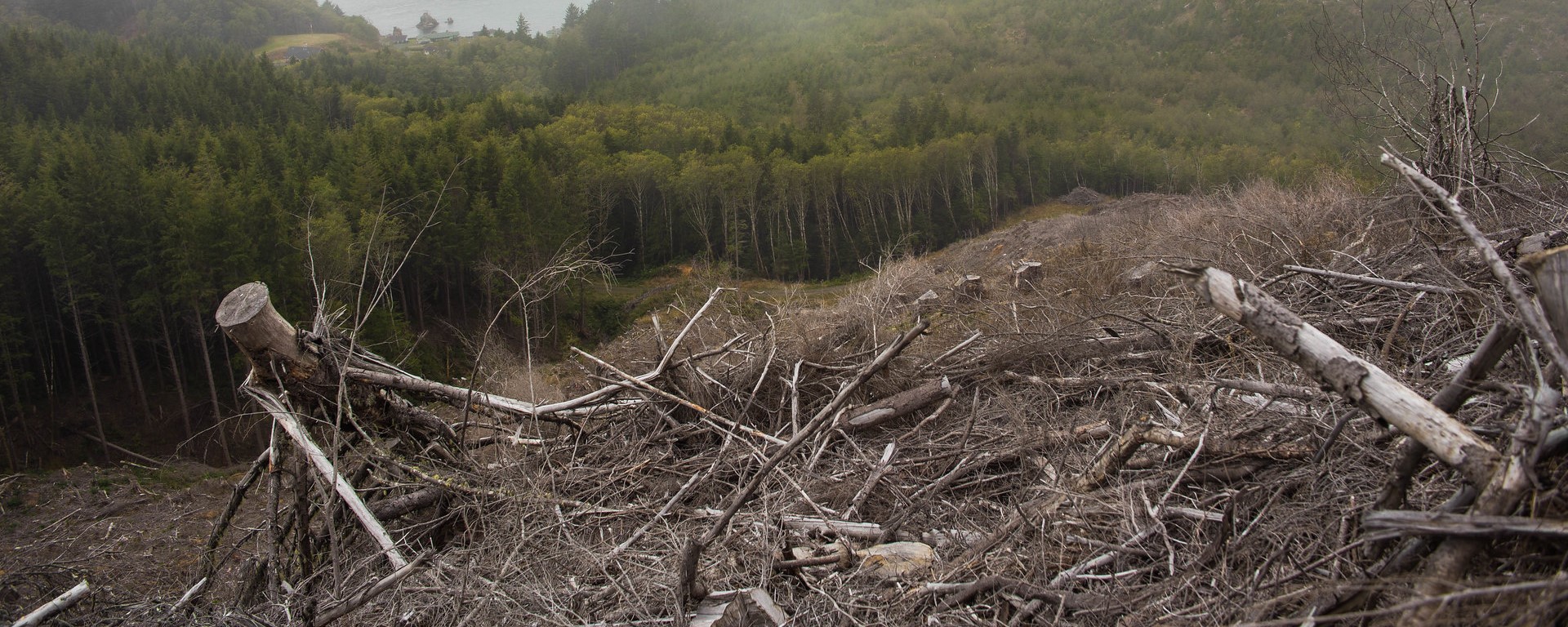 Bare-faced forestry – Earth Tongues